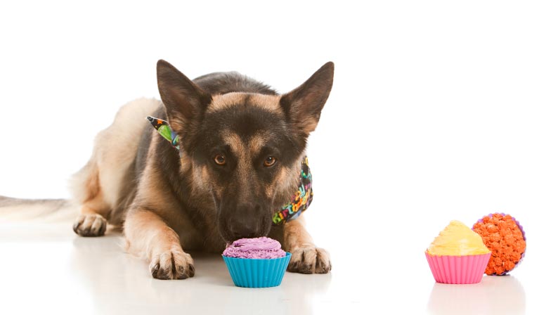 Sugar dogs » Sorted